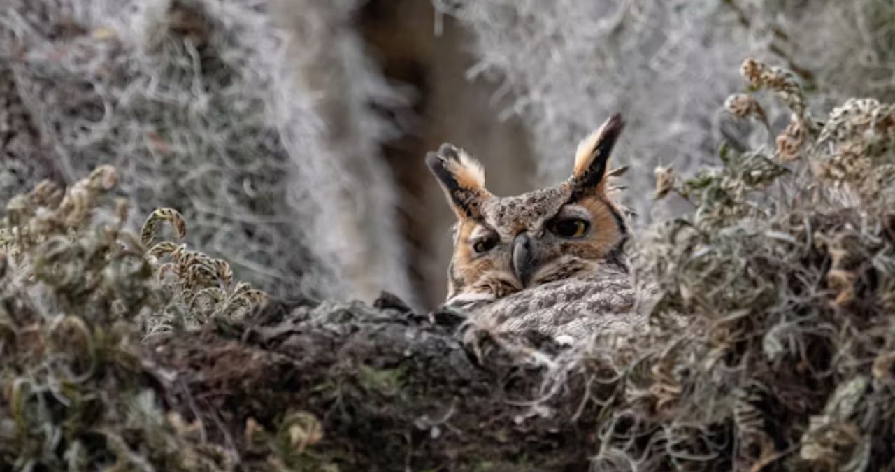 Viltnemnda: Understanding Its Role in Wildlife Management and Community ...